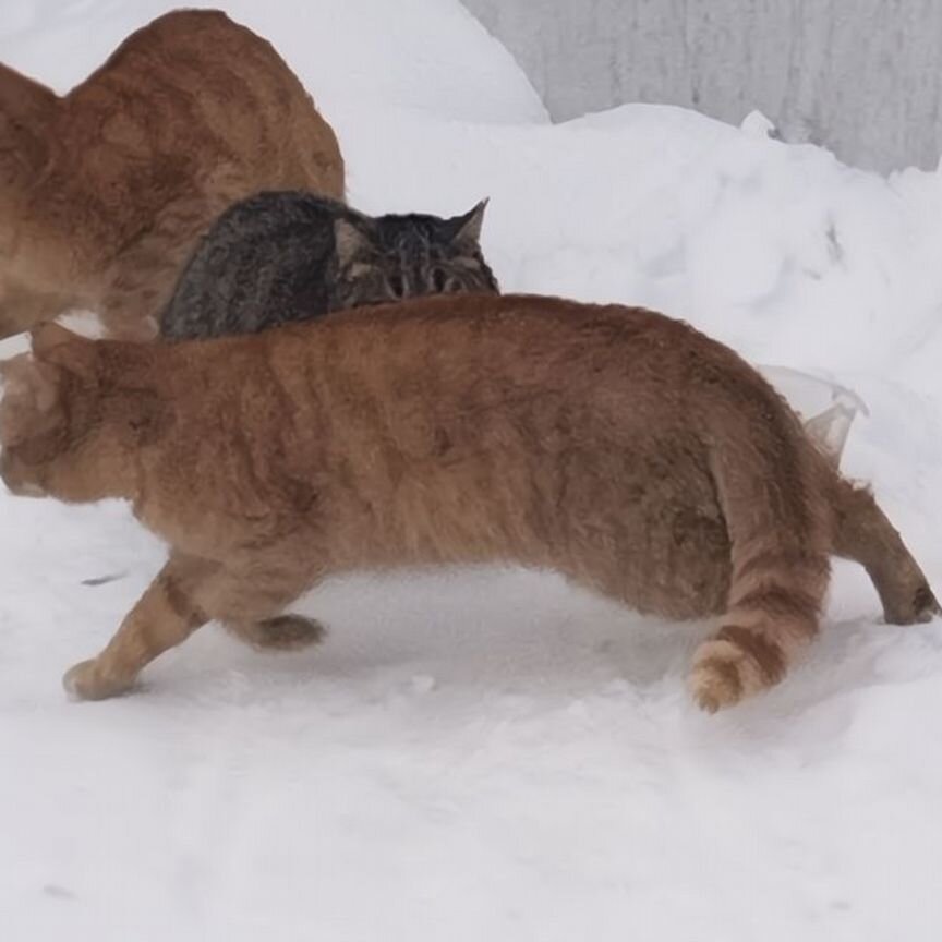 Взрослая, кошка в добрые руки