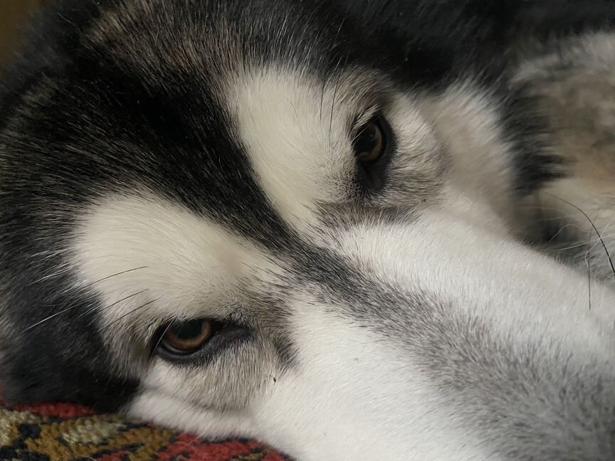 Собака Аляскинский Маламут