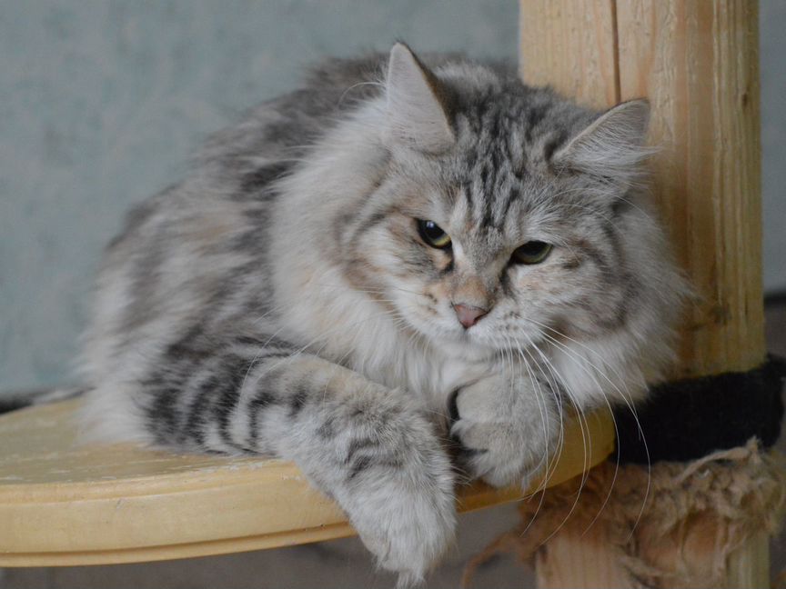 Курильский бобтейл Умка