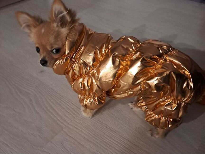 Чихуахуа