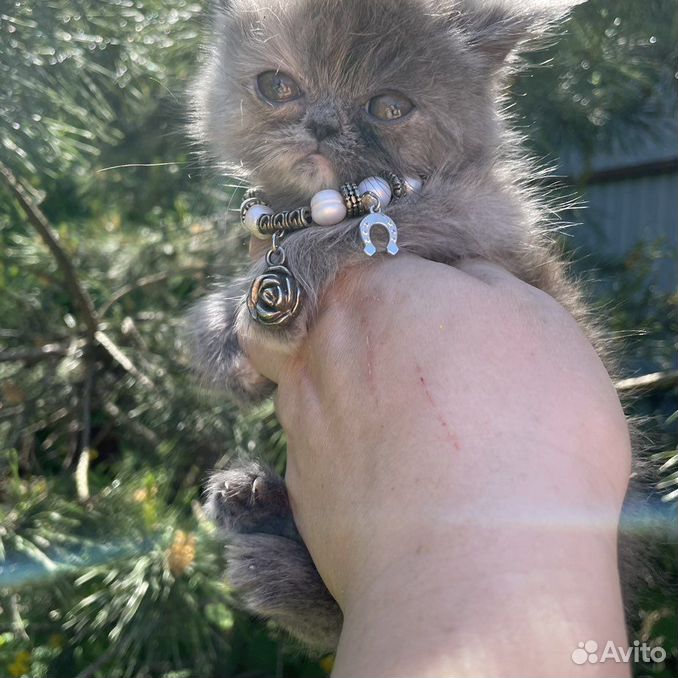 Лиловая Экзо малышка