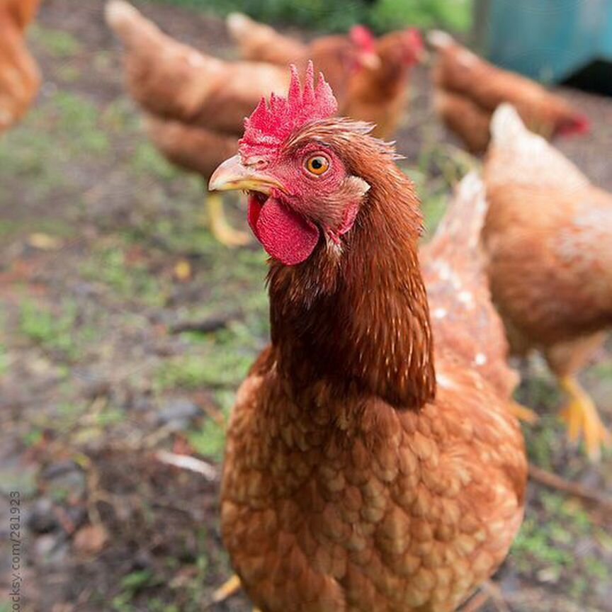 Куры несушки с доставкой