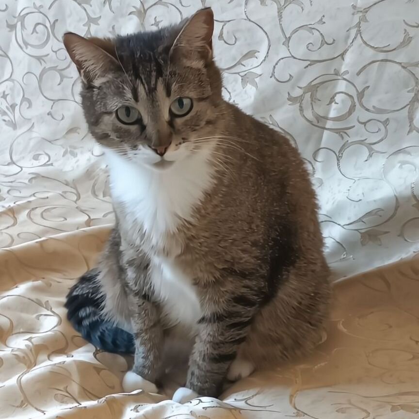 Взрослая кошка в добрые руки