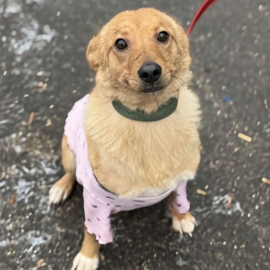 Взрослая собака в добрые руки