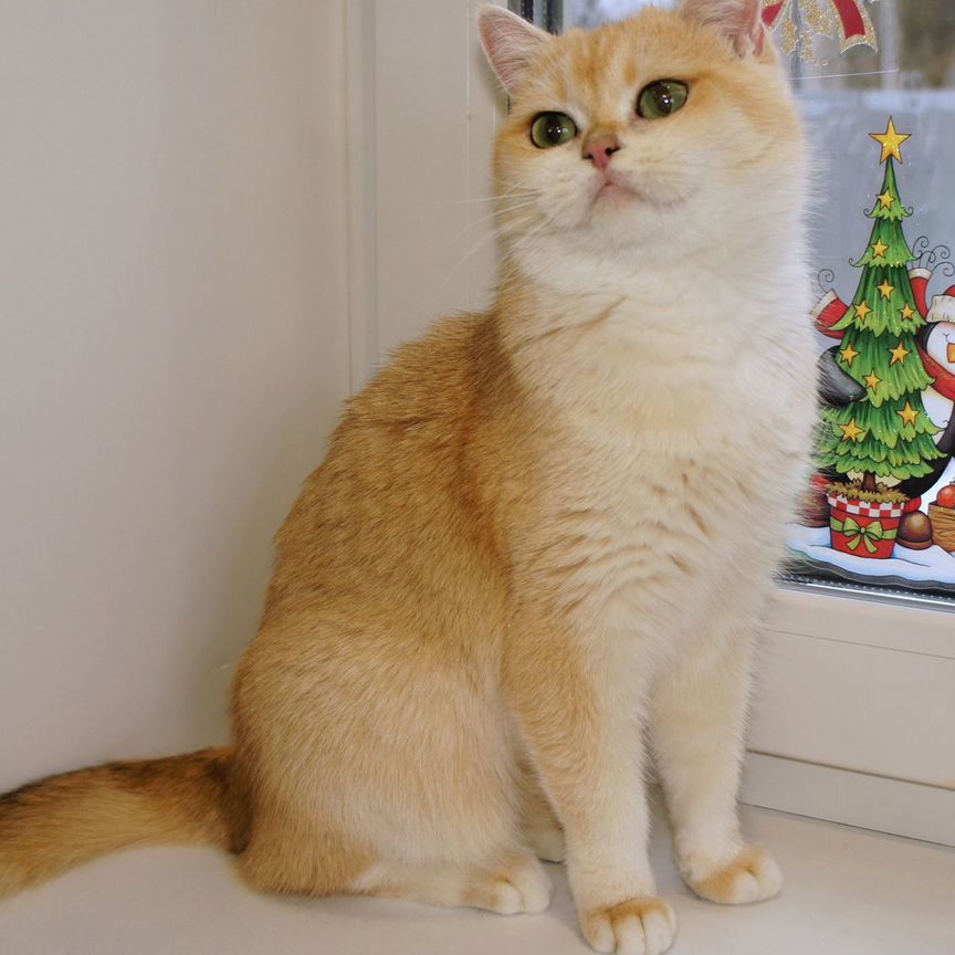 Кошка Золотая шиншилла ny12 в разведение WCF