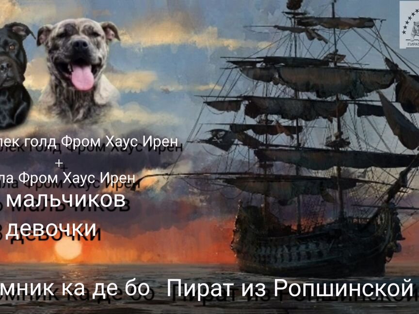 Щенок ка де бо