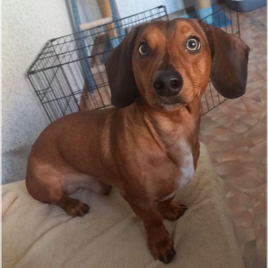 Кроличья такса, взрослый пёс