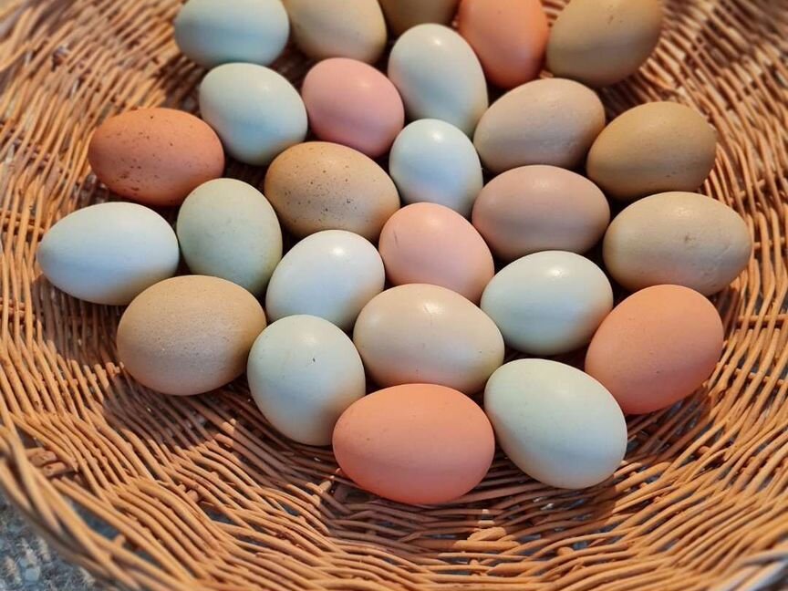 Инкубационное яйцо породных кур