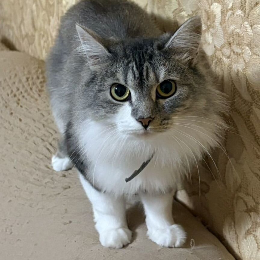 Взрослая кошка в добрые руки