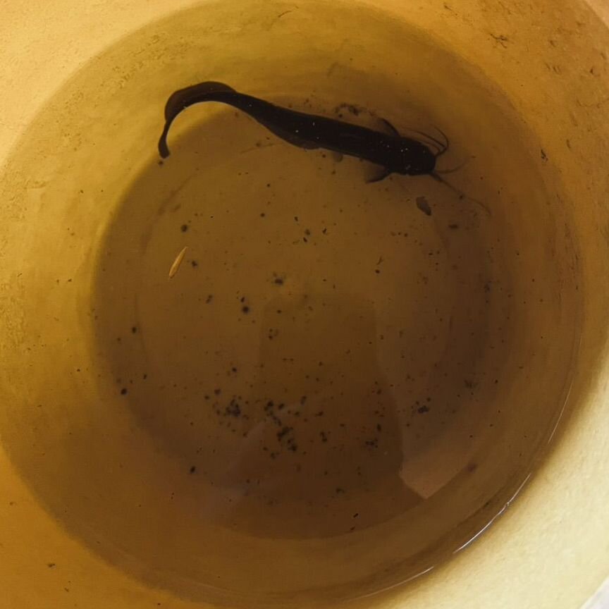 Мешкожаберный сом