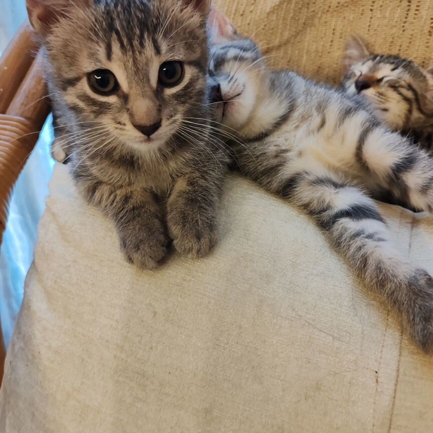 Котята 2.5 месяца