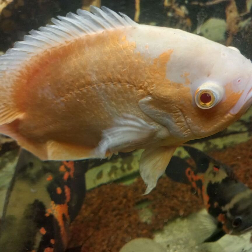 Астронотус