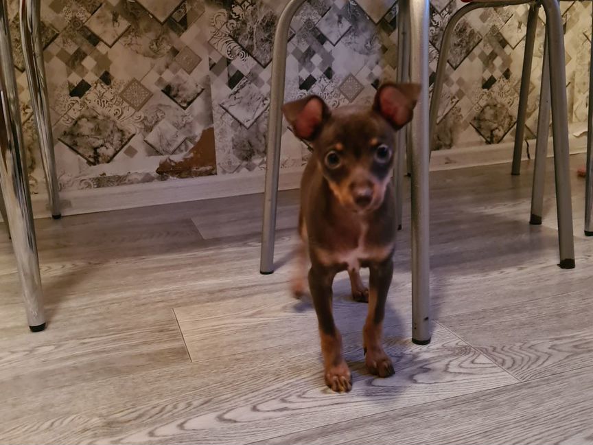 Продам маленькую собаку, пинчер