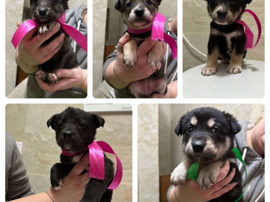 Щенки в добрые руки