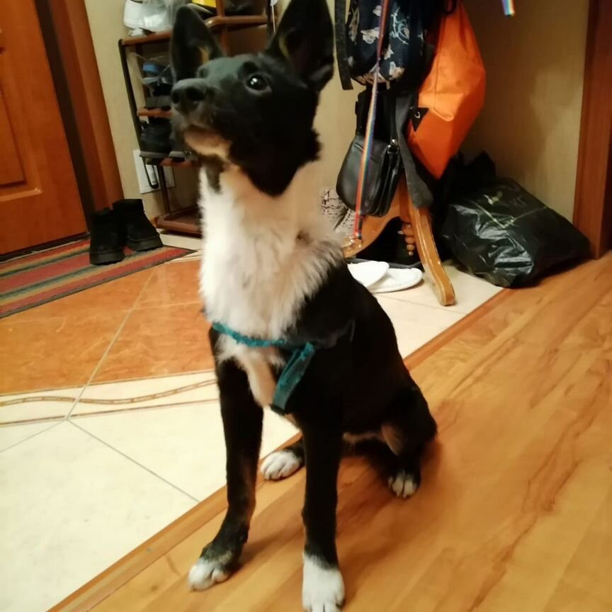 Собака в добрые руки