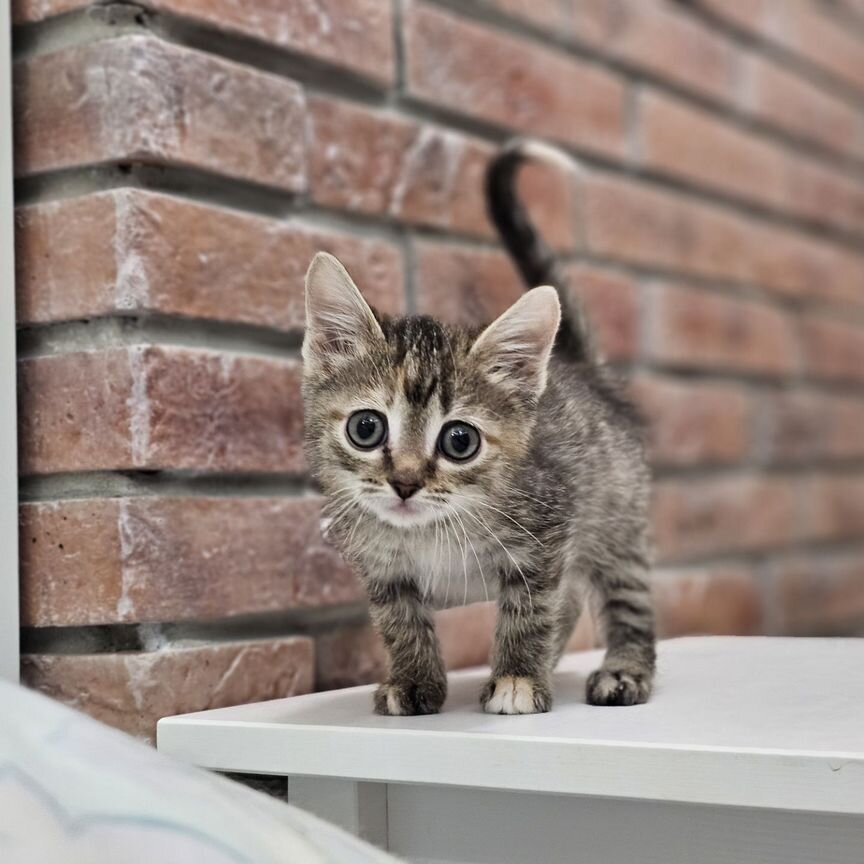 Котёнок Крутышка 2мес в добрую семью