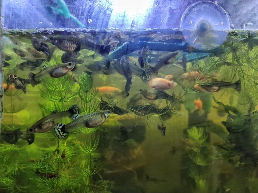 Аквариумные рыбки гуппи