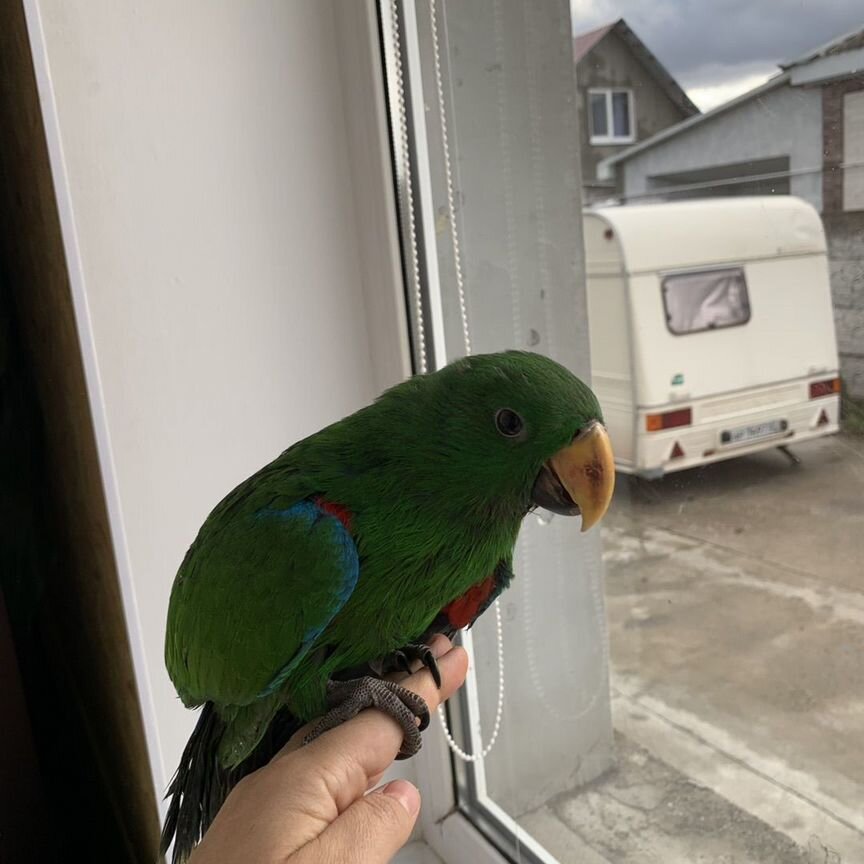 Попугай Эклектус ручной