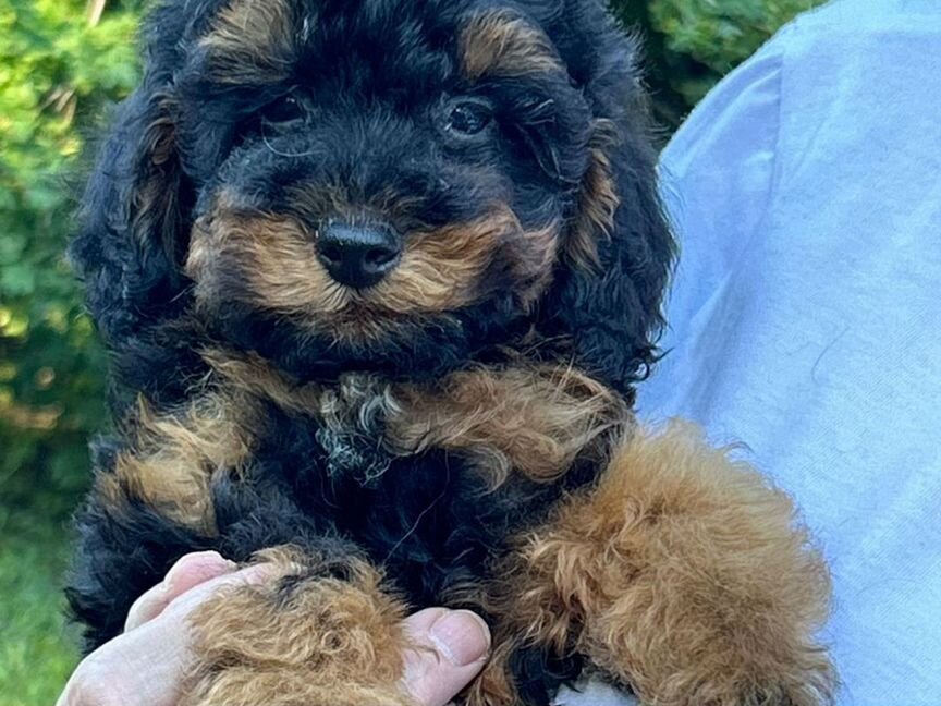 Мальчики 2мес