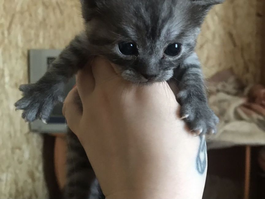 Котята в добрые руки