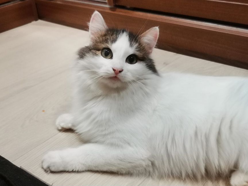 Кошка в дар