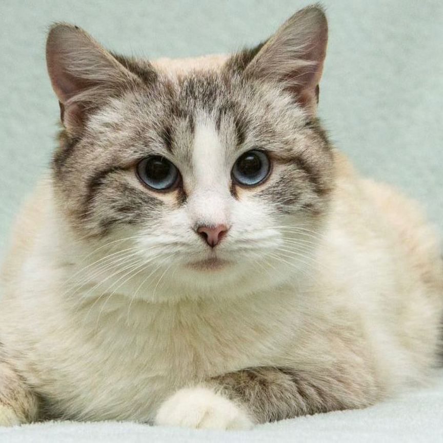 Тайский котик в добрые руки бесплатно
