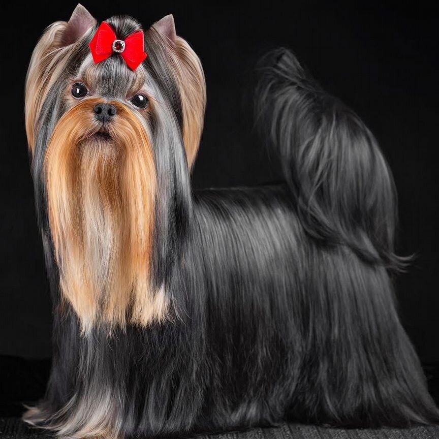 Йоркширский терьер, вязка