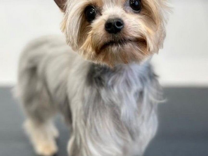 Йоркширский терьер мини