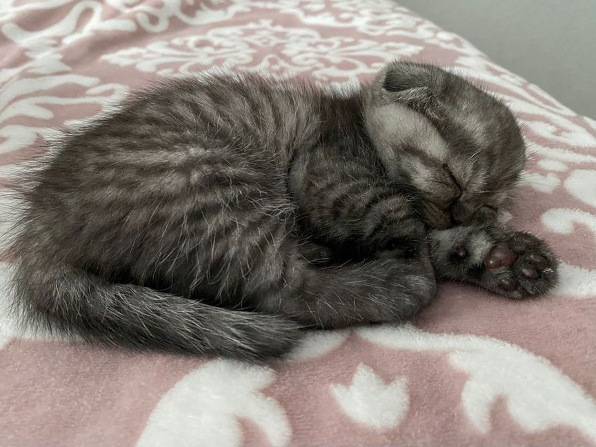 Шотладская вислоухая принцесса