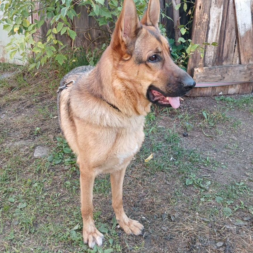 Немецкая овчарка