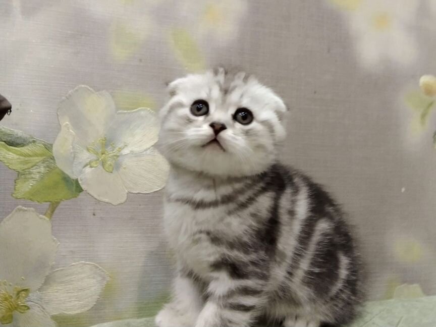 Шотландские котята очаровательные