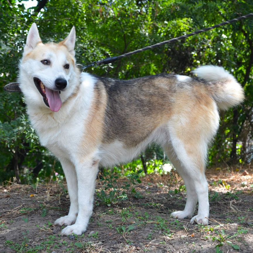 Ника ищет дом