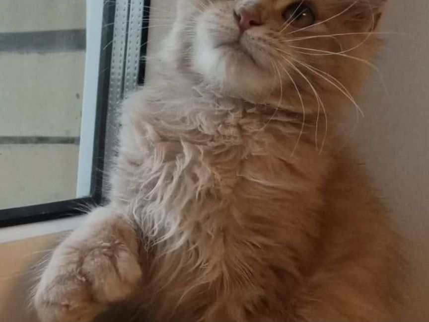 Котята мейн-кун полидакт и классик