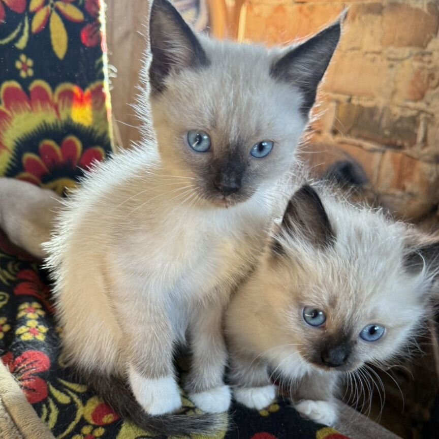 Отдам котенка в добрые руки