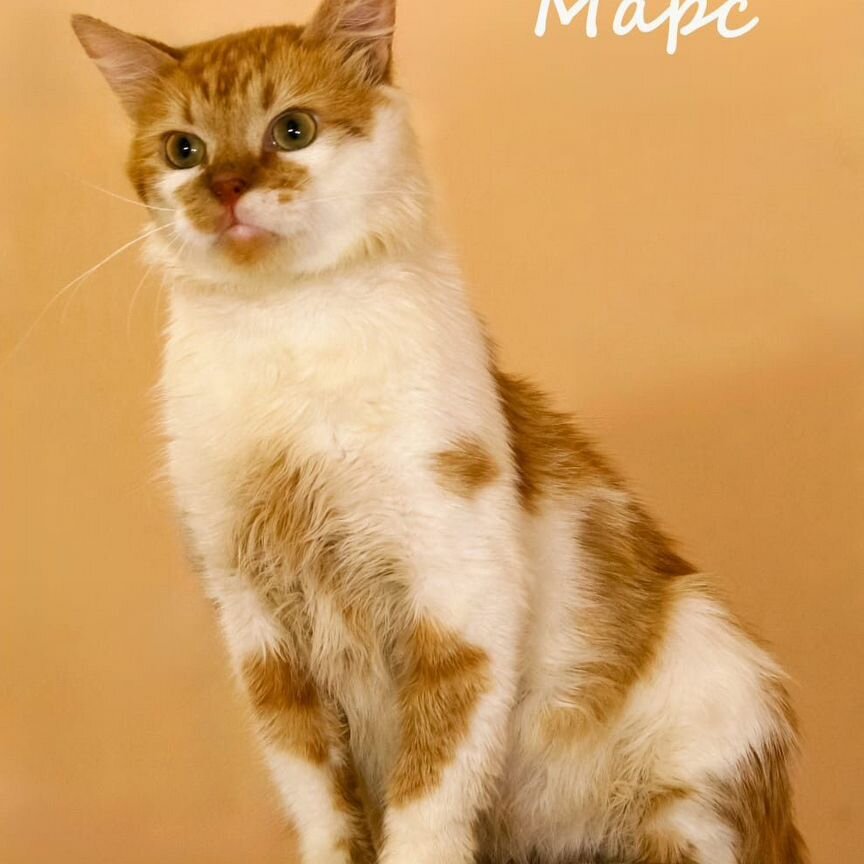 Котик Марс рыжик