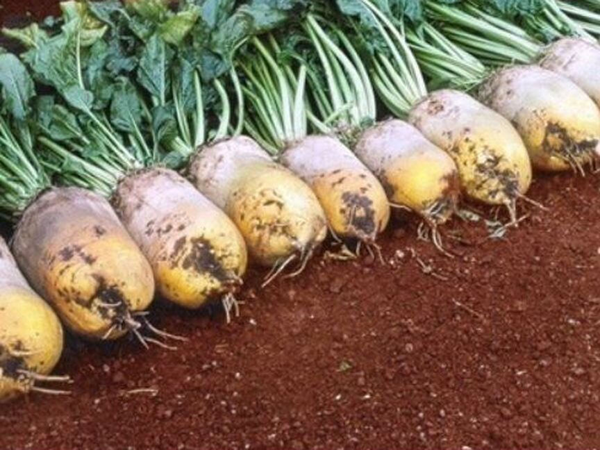 Свекла кормовая