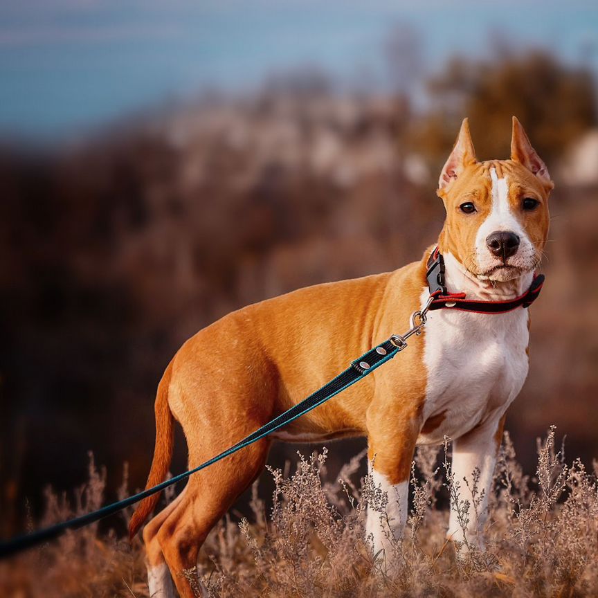 Американский стаффордширский терьер, щенок