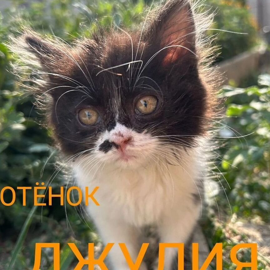 Котёнок Джулия выброшена на смерть
