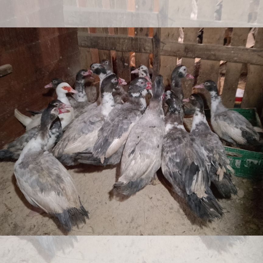 Мускусные утки