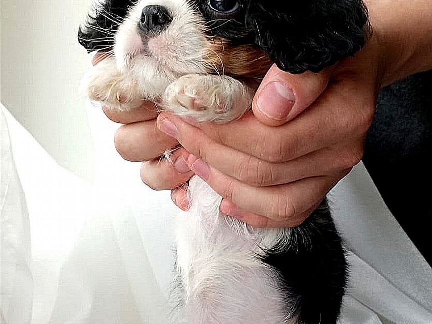 Кавалер Кинг Чарльз Спаниель