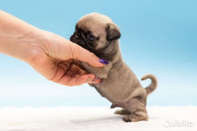 Щенки мопса