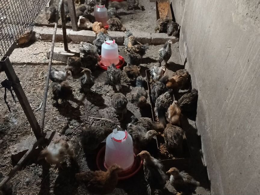 Продаю цыплят породы Брама
