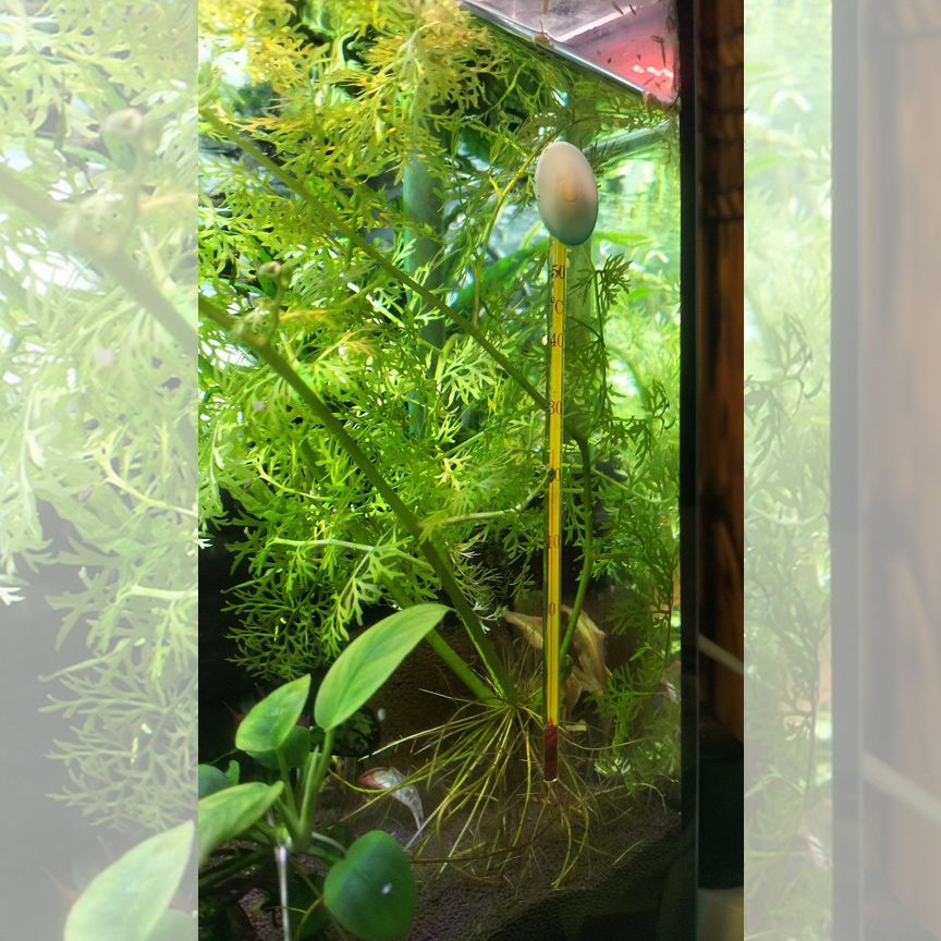 Индийский папоротник