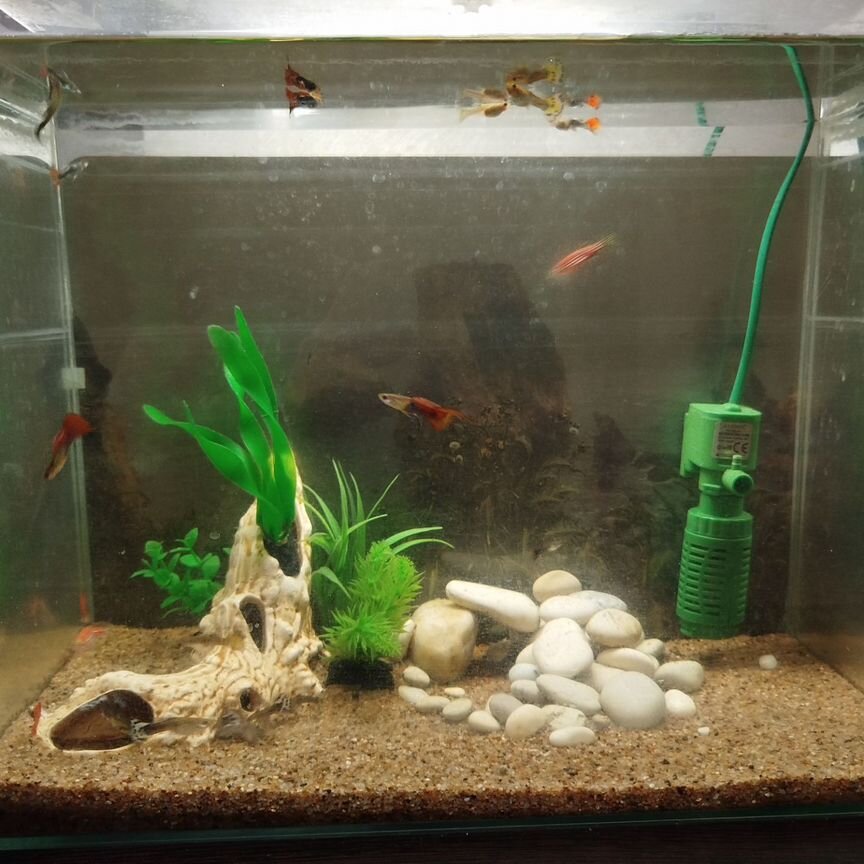 Аквариум с рыбками