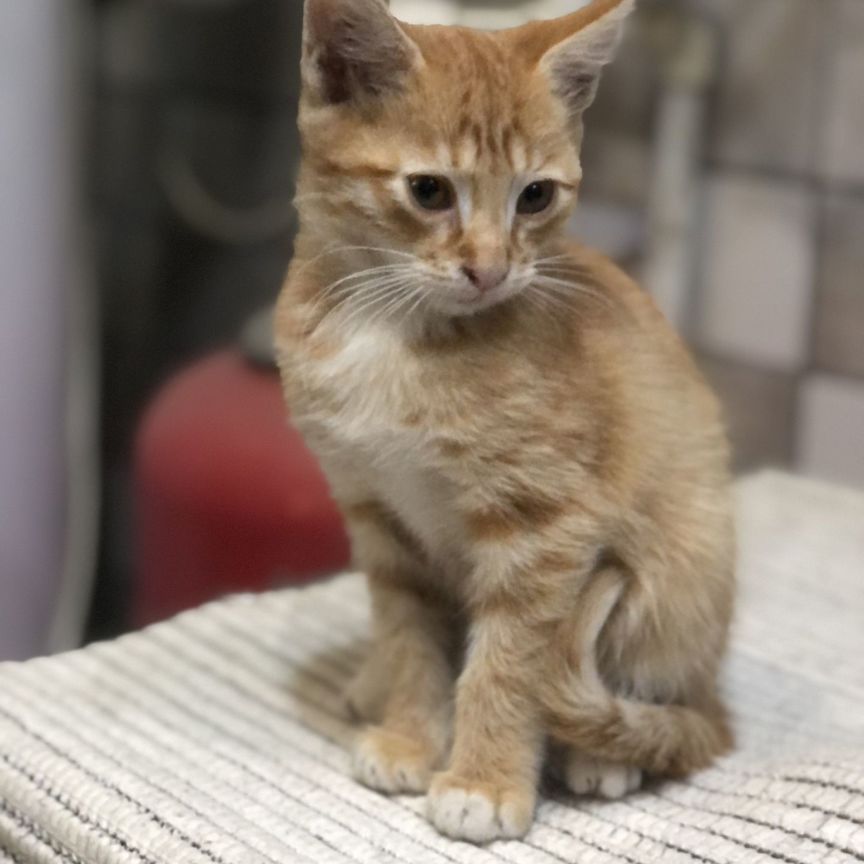 Котёнок футболист