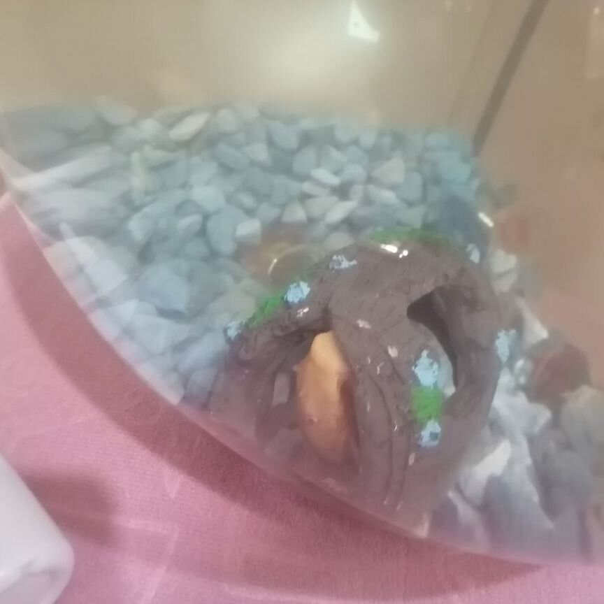 Сомик