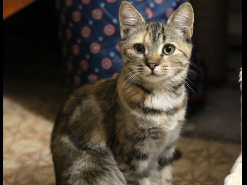 Котёнок Лидочка