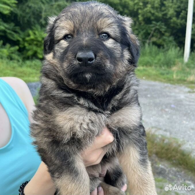 Щенки овчаристого типа