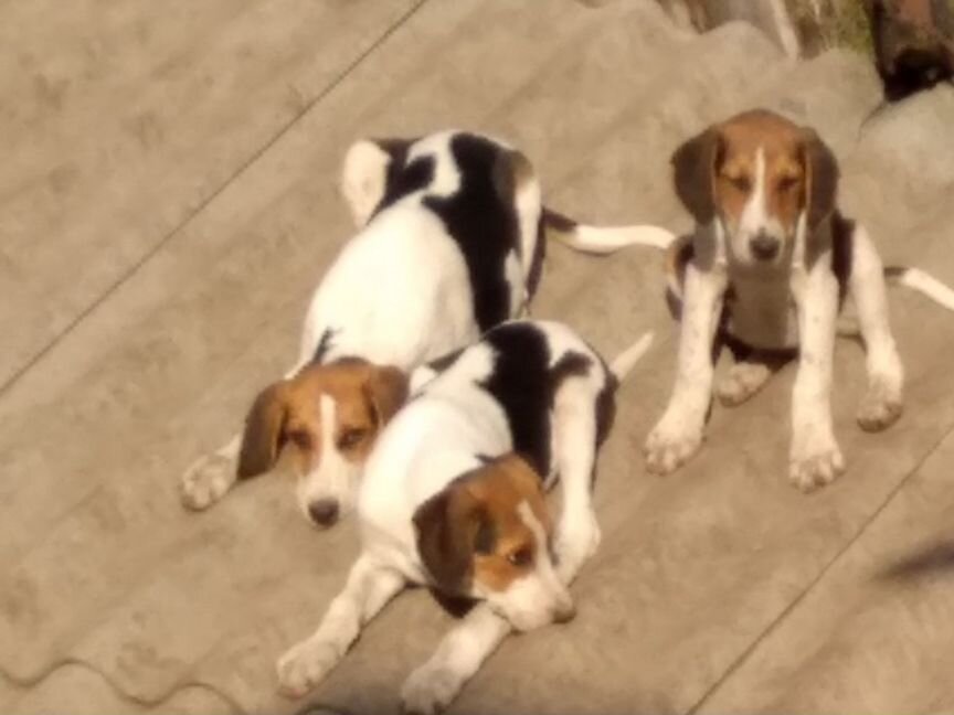 Домашние животные собаки щенки