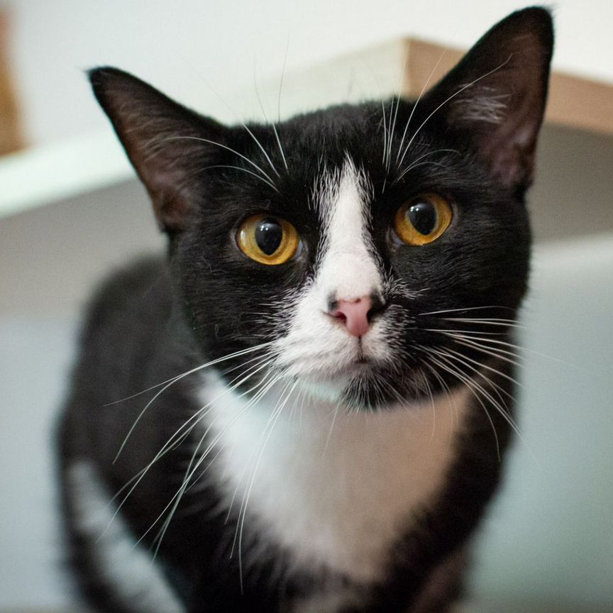 Метис бомбейской в добрые руки